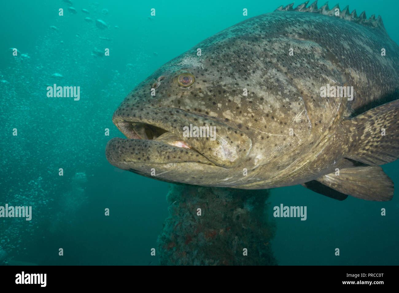 Goliath grouper underwater wreck hi-res stock photography and images ...