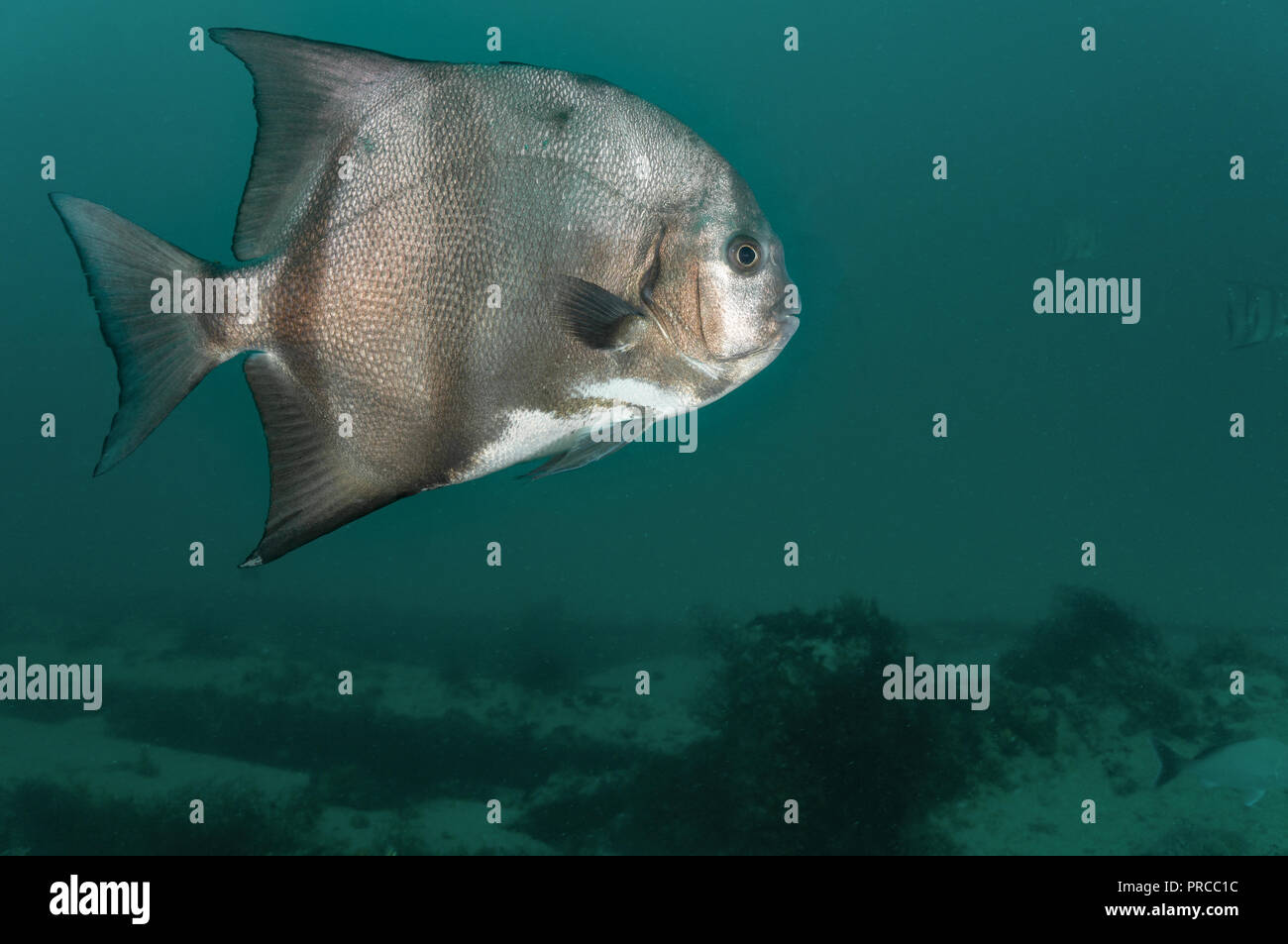 Spadefish school hi-res stock photography and images - Alamy