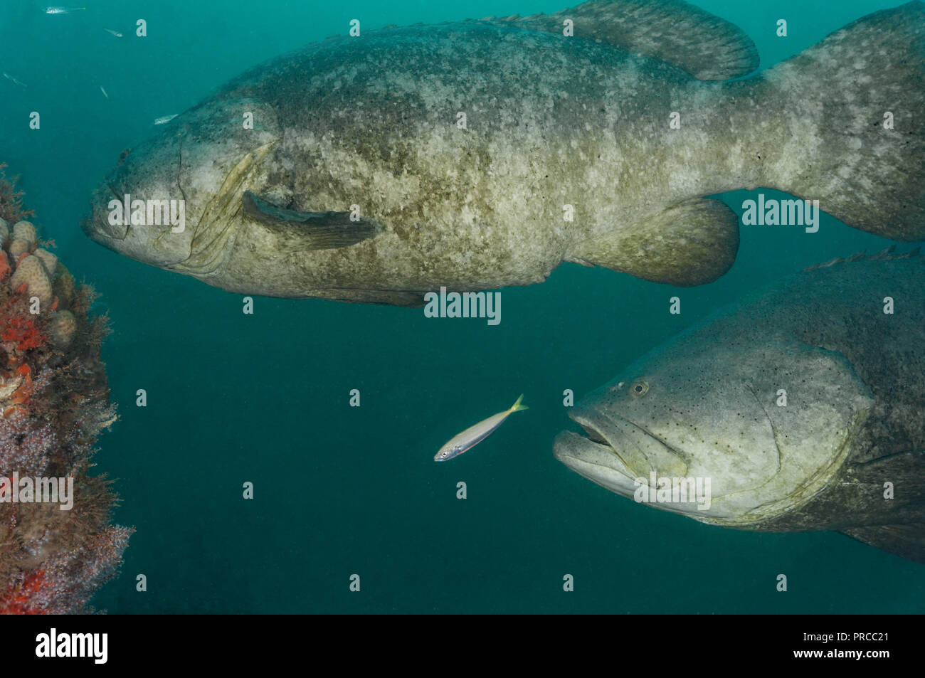 Goliath grouper underwater wreck hi-res stock photography and images ...