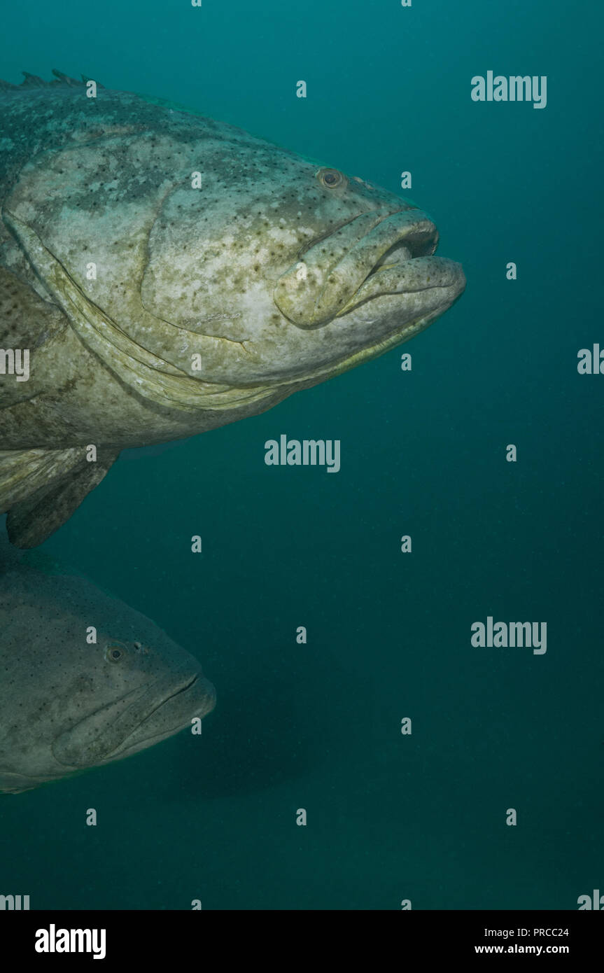 Goliath grouper underwater wreck hi-res stock photography and images ...