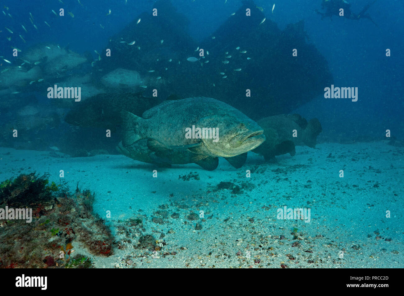 Goliath grouper underwater wreck hi-res stock photography and images ...