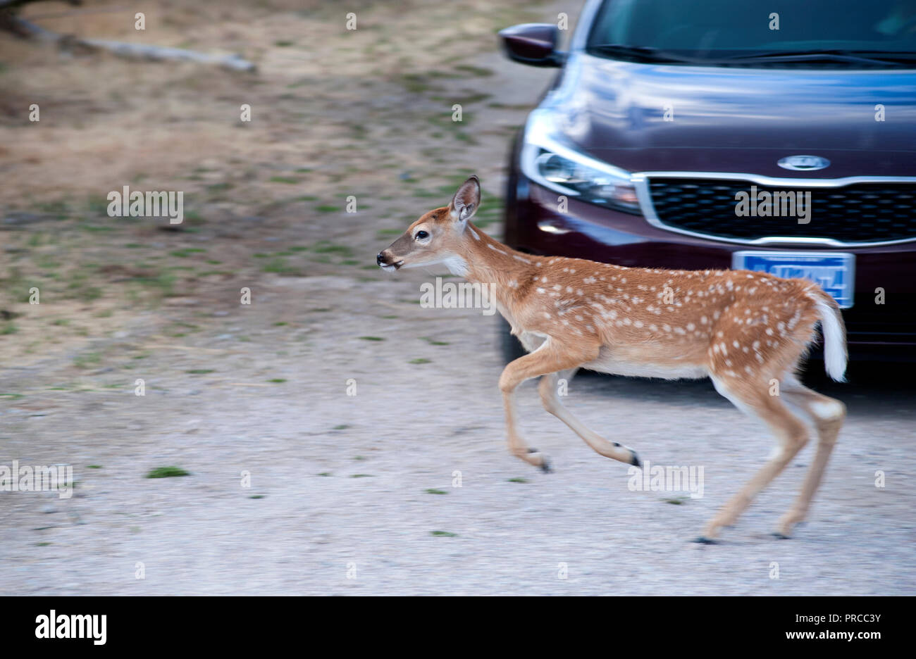 Animals running on road in hi-res stock photography and images - Alamy