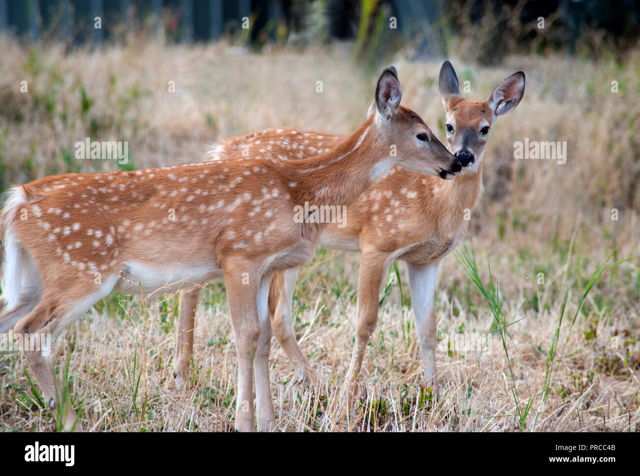 Young deer in the western wilderness in Montana, USA Stock Photo - Alamy