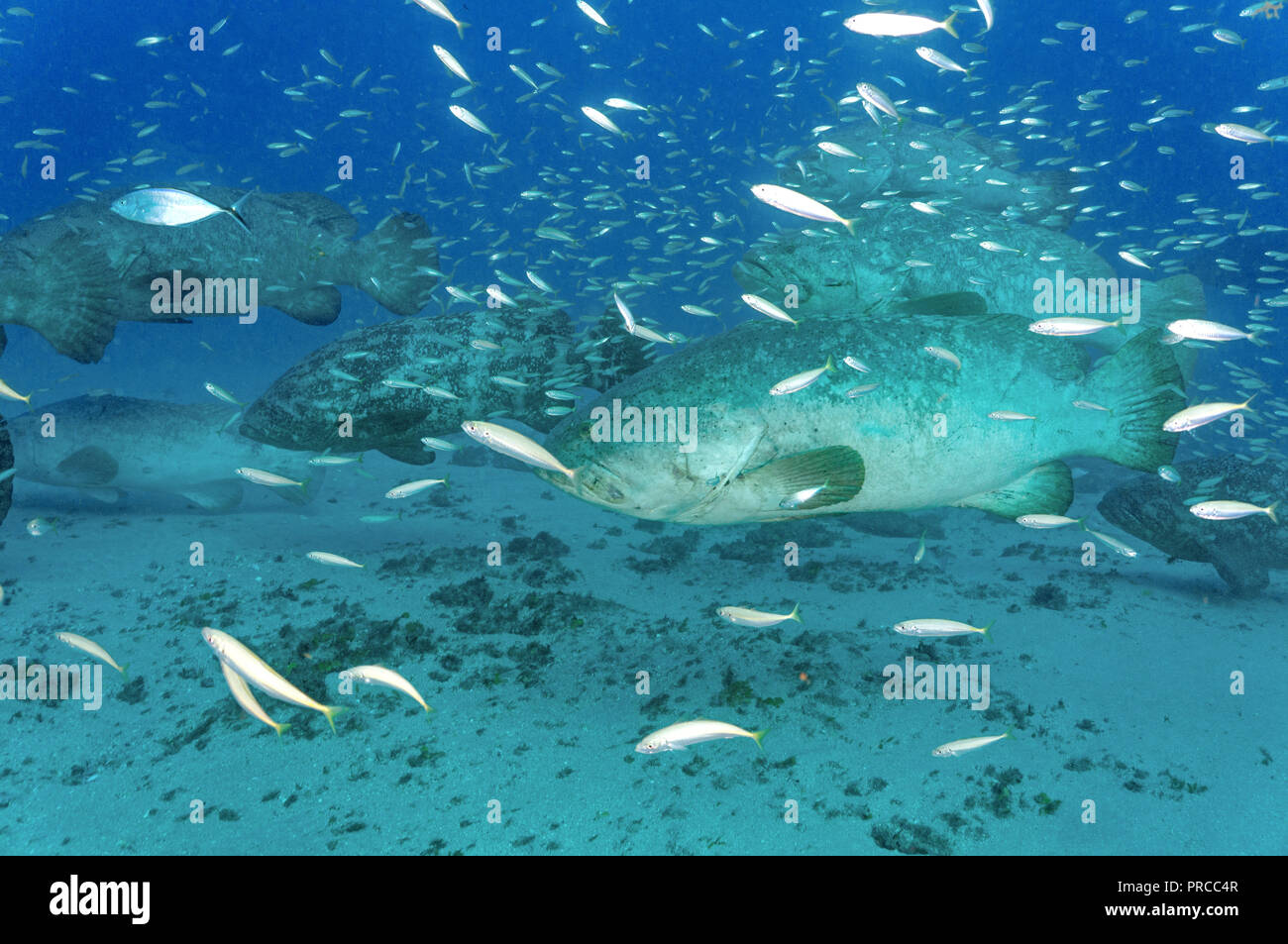 Goliath grouper underwater wreck hi-res stock photography and images ...