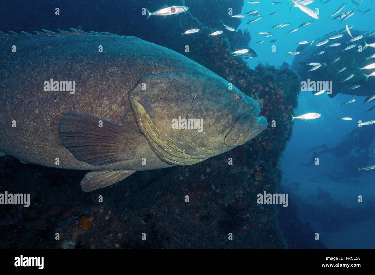 Goliath grouper underwater wreck hi-res stock photography and images ...