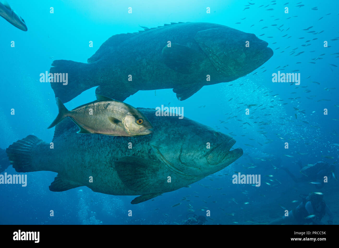 Goliath grouper underwater wreck hi-res stock photography and images ...