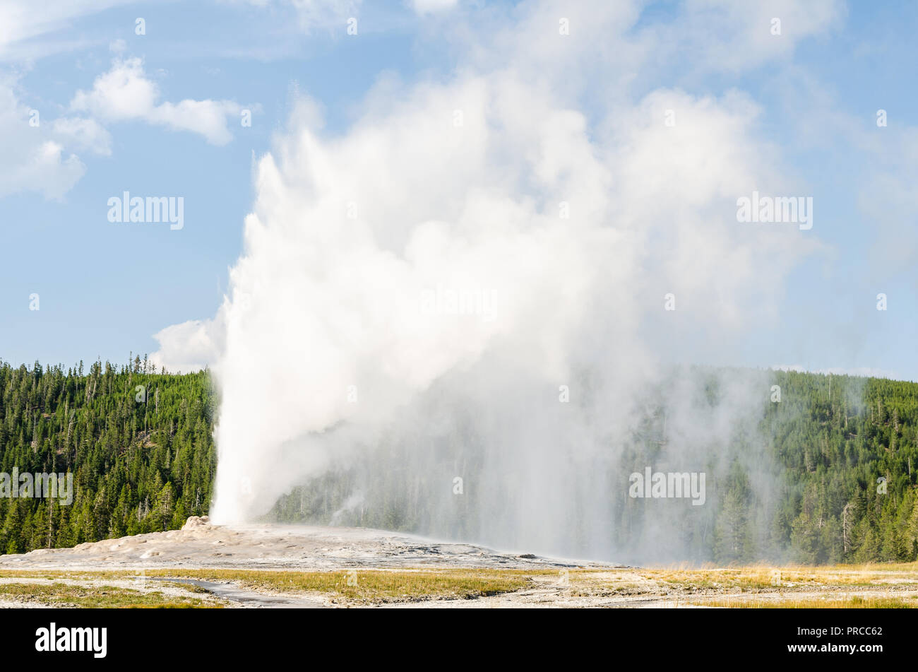 Old Faithful erupting in Yellowstone National Park Stock Photo - Alamy