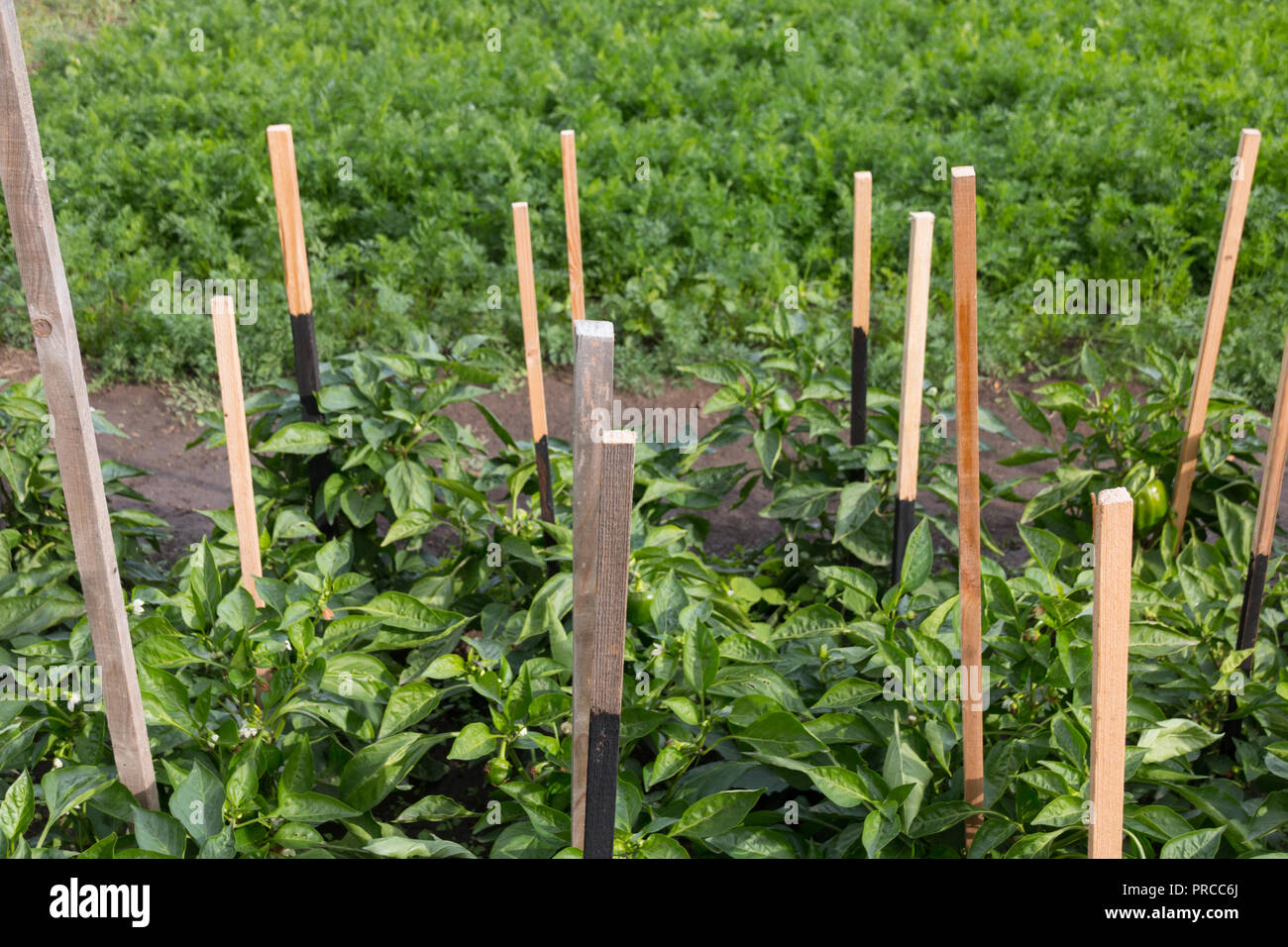 View of a plant patch with sticks Stock Photo - Alamy