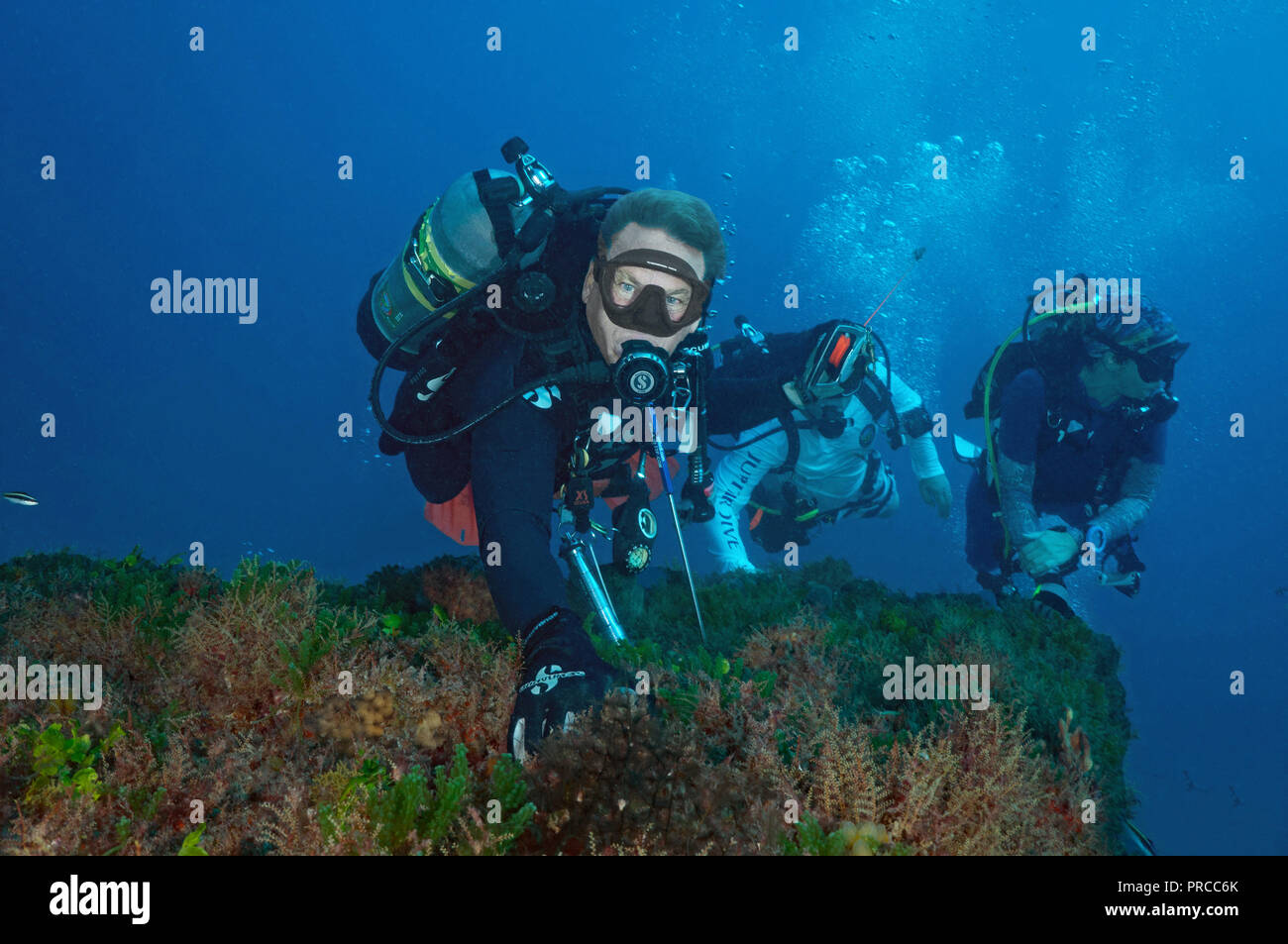 Goliath grouper diver hi-res stock photography and images - Alamy