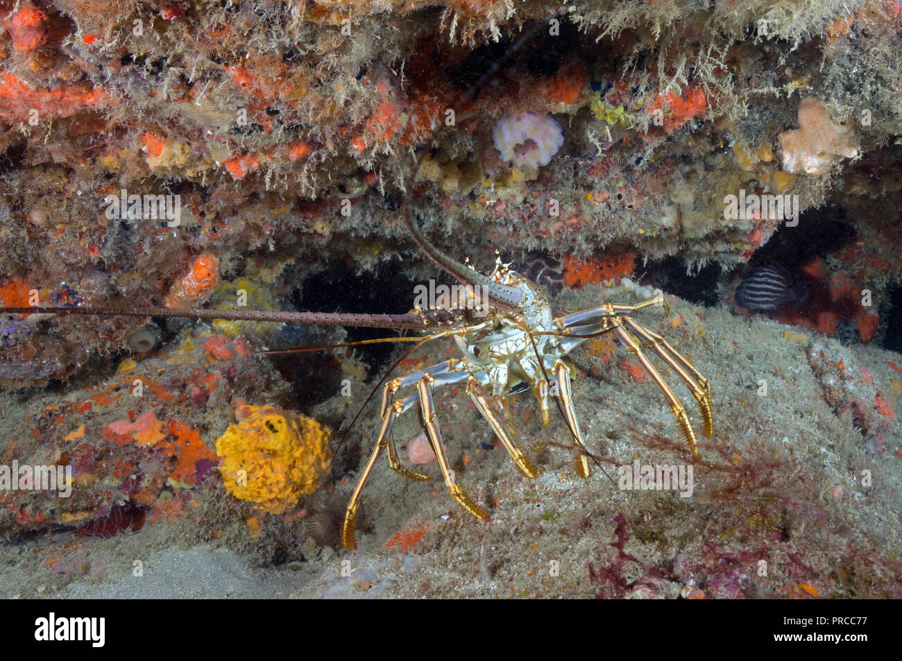 Florida lobster diving hi-res stock photography and images - Alamy