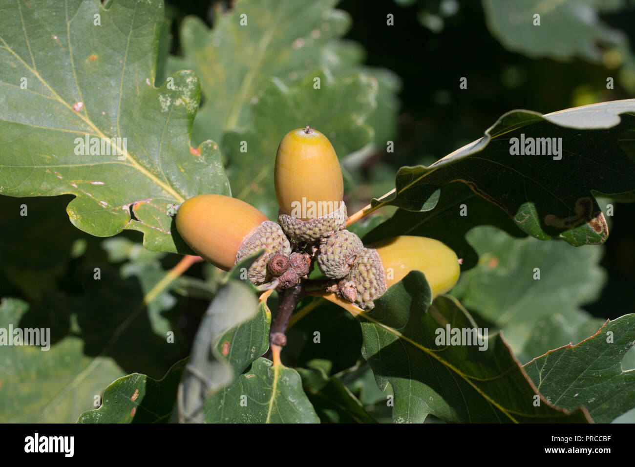 Fresh acorns on the tree Stock Photo - Alamy