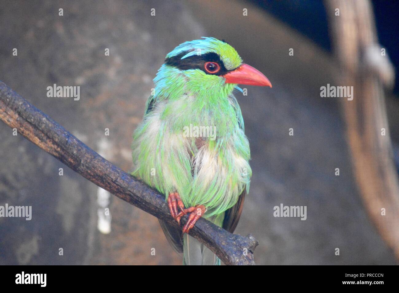 Most endangered aniamals hi-res stock photography and images - Alamy