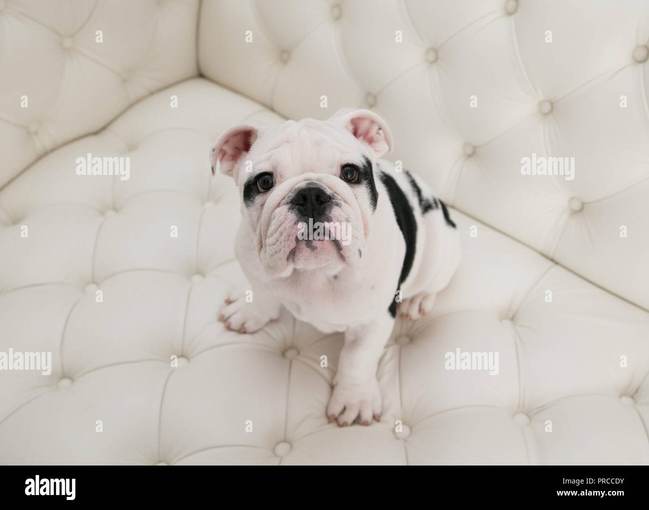 Tilt upwards hi-res stock photography and images - Alamy