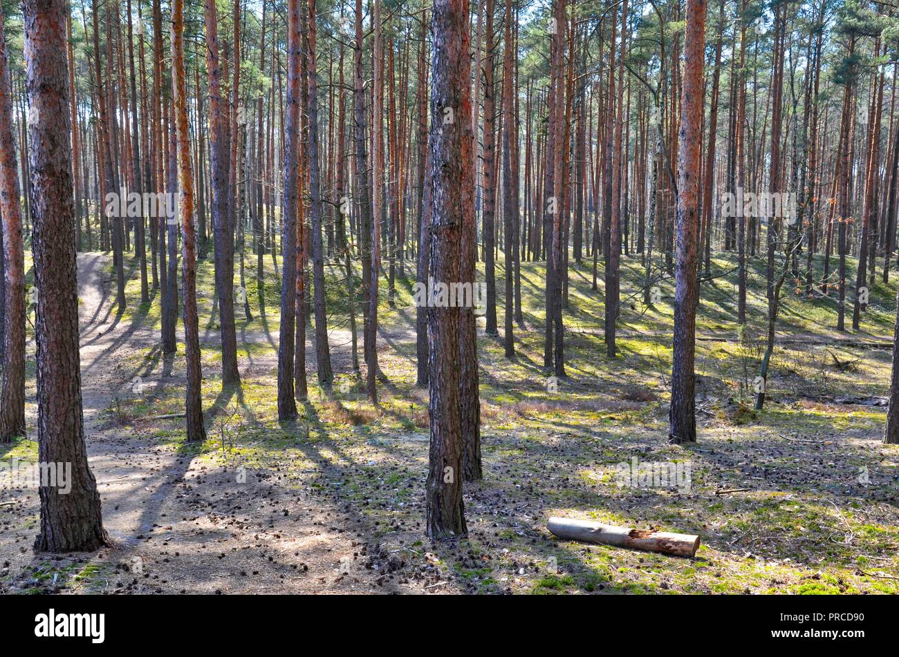 Paths in coniferous forest - horizontal background photo Stock Photo ...