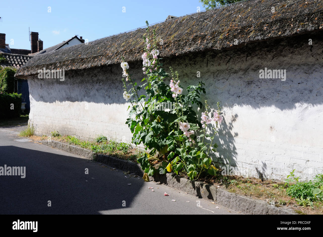 Thatched Wall in Gardiners Lane, Ashwell, Hertfordshire. It is an ...