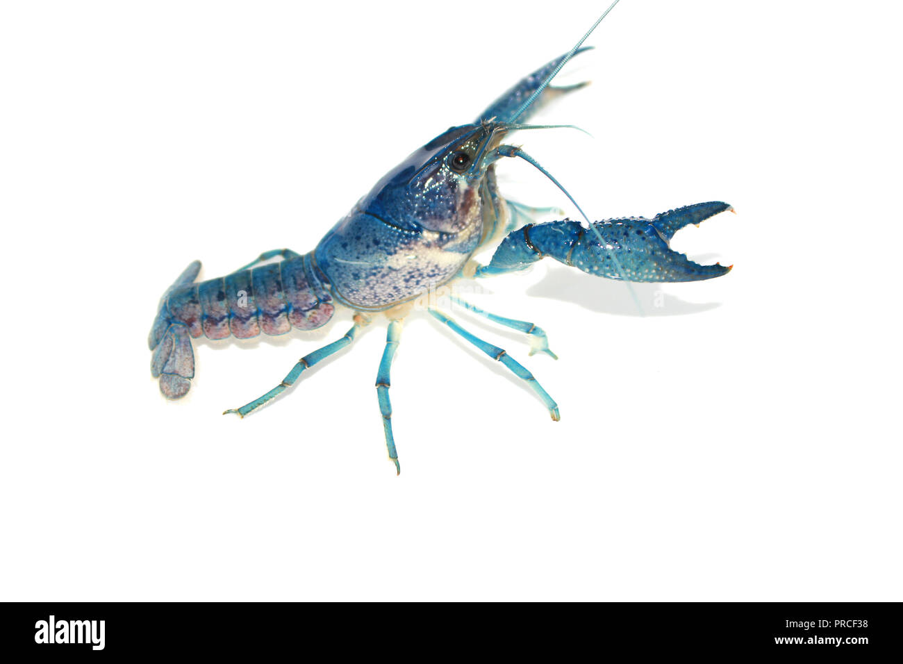 blue crayfish in the aquarium Stock Photo - Alamy