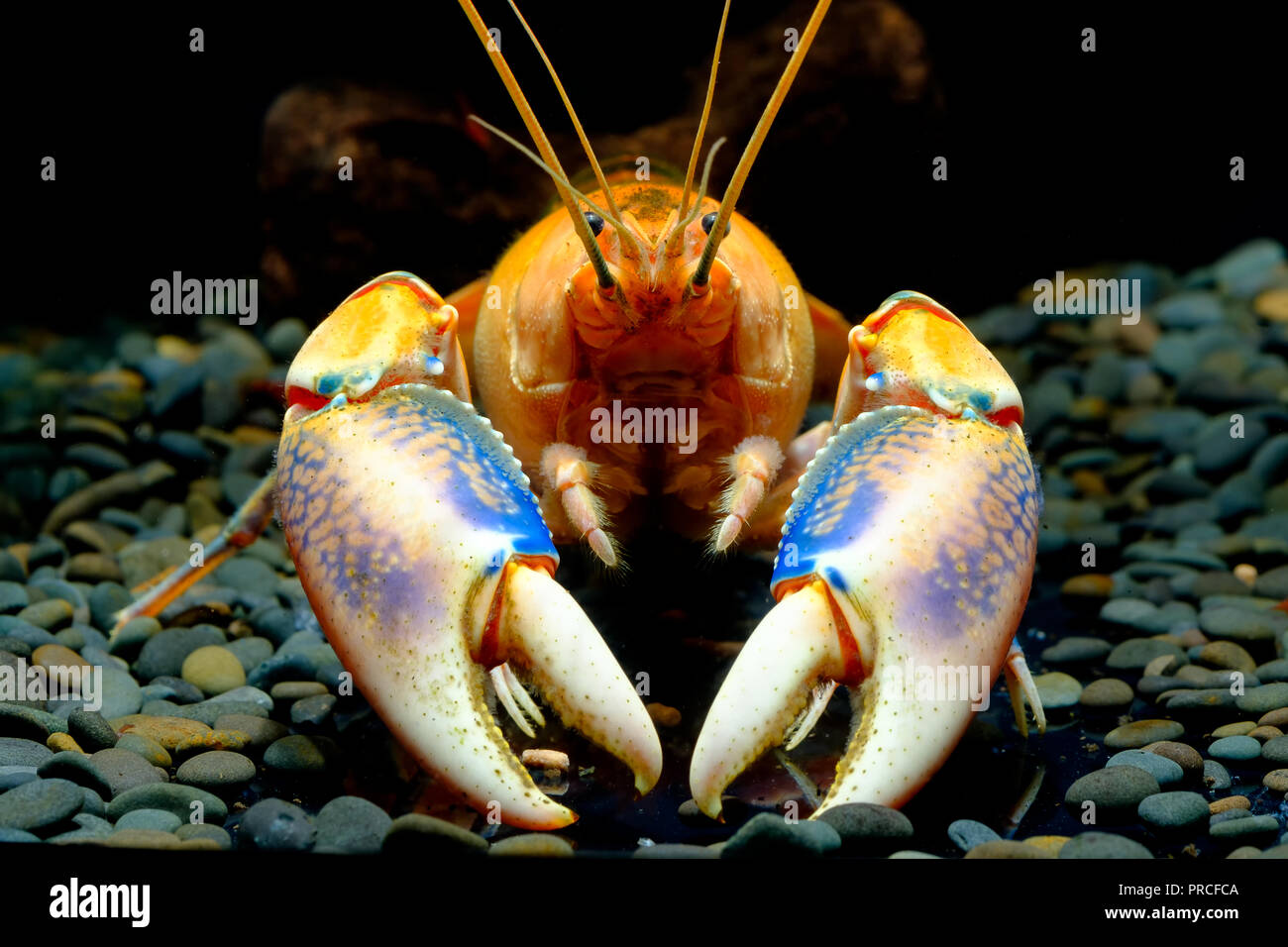 cherax yabby volcano Thailand Breeding Stock Photo - Alamy