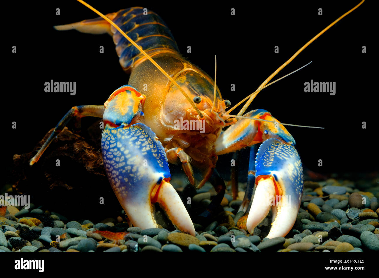 cherax destructor yabby shrimp Stock Photo - Alamy