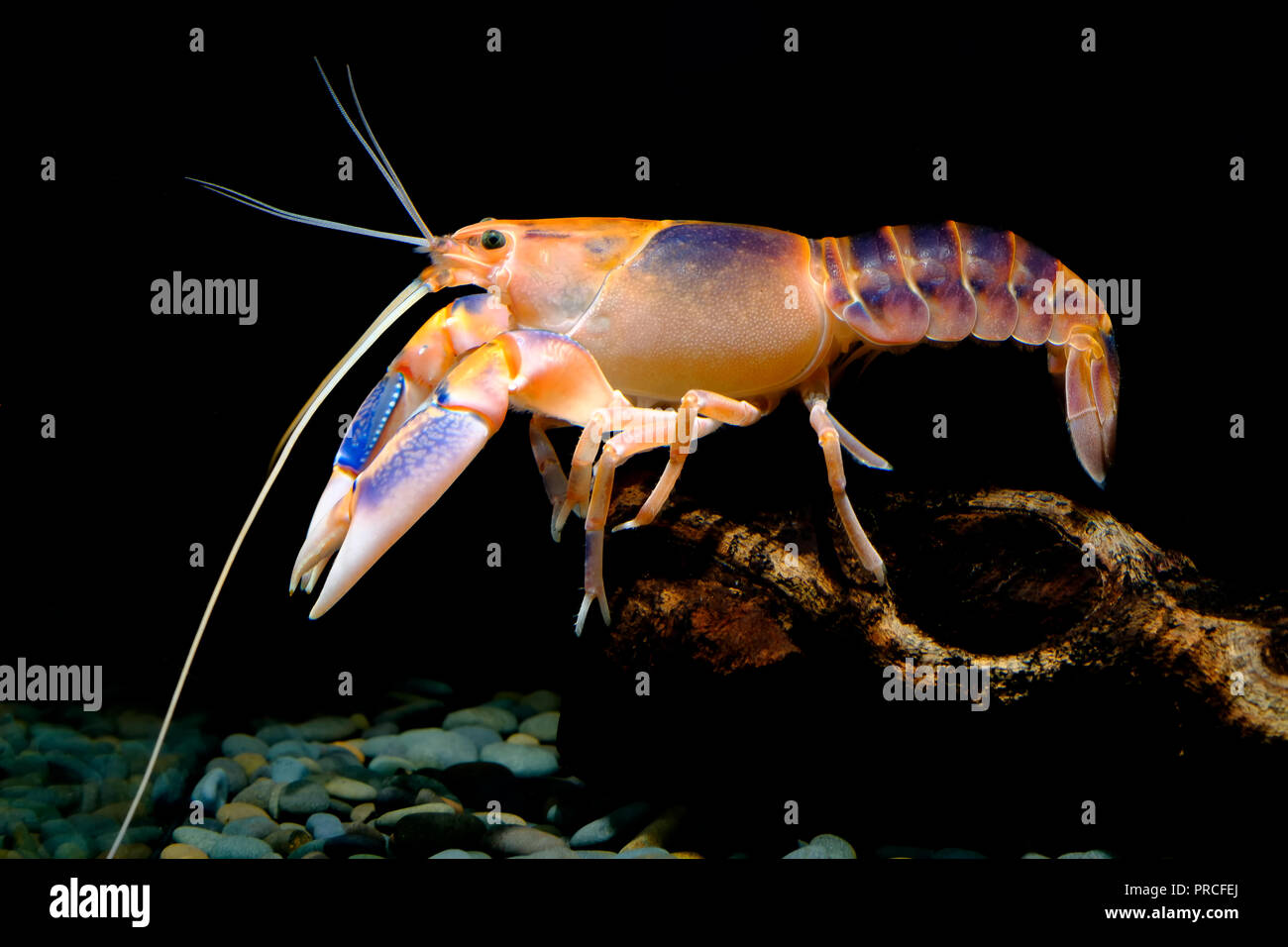 Volcano Destructor, a new breed of crayfish developed by Thai people ...