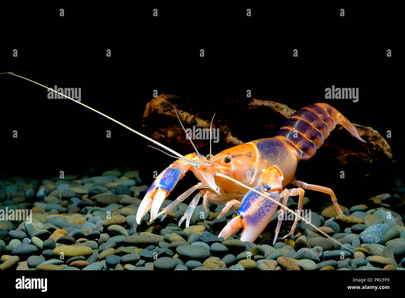 Cherax Destructor volcano Thailand Breeding Stock Photo - Alamy