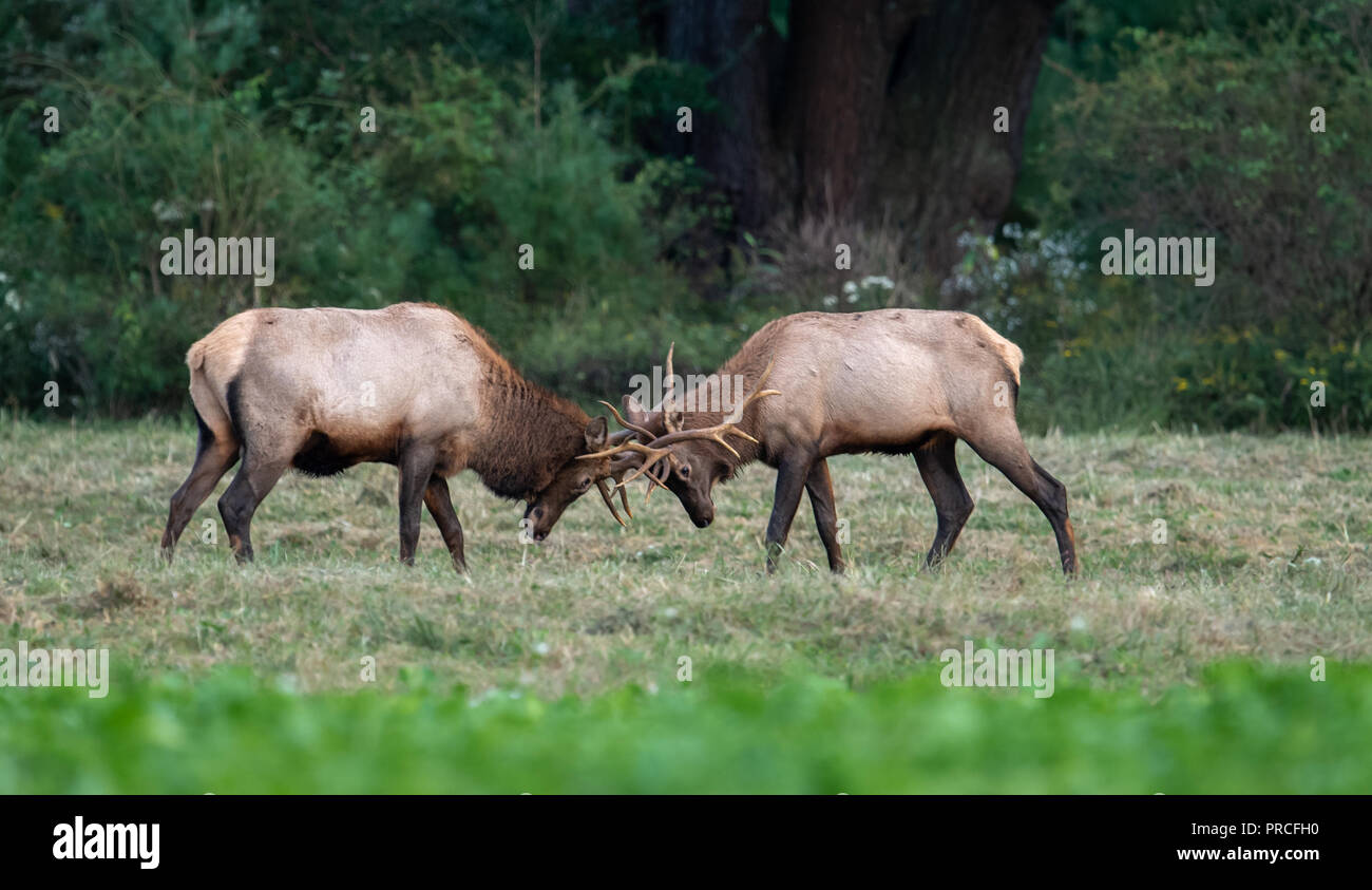 Elk During the Rut Season Stock Photo - Alamy