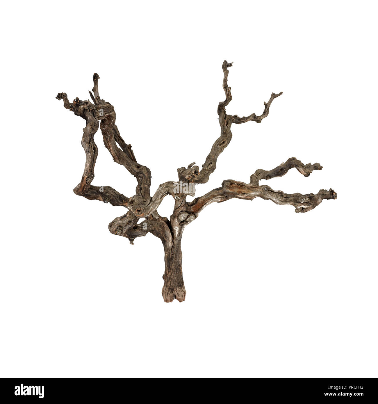 Grape tree hi-res stock photography and images - Alamy