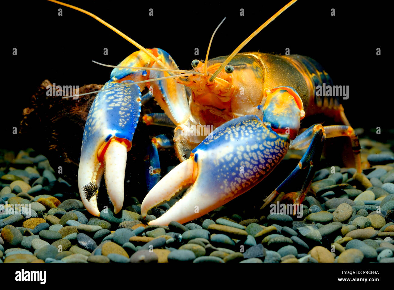 Volcano Destructor, a new breed of crayfish developed by Thai people ...