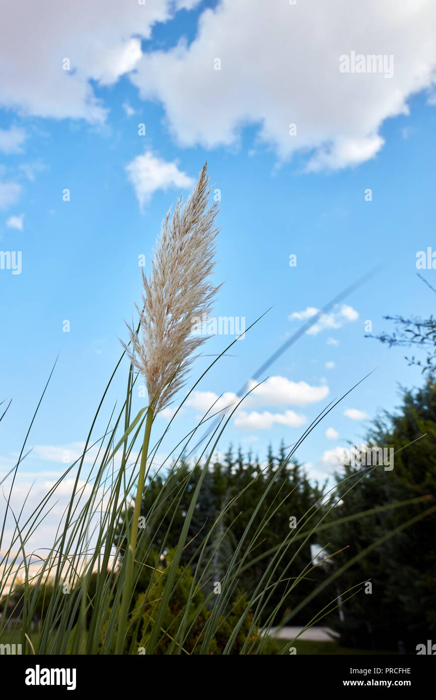 Single white reed leaf on blue sky and green garden background Stock ...