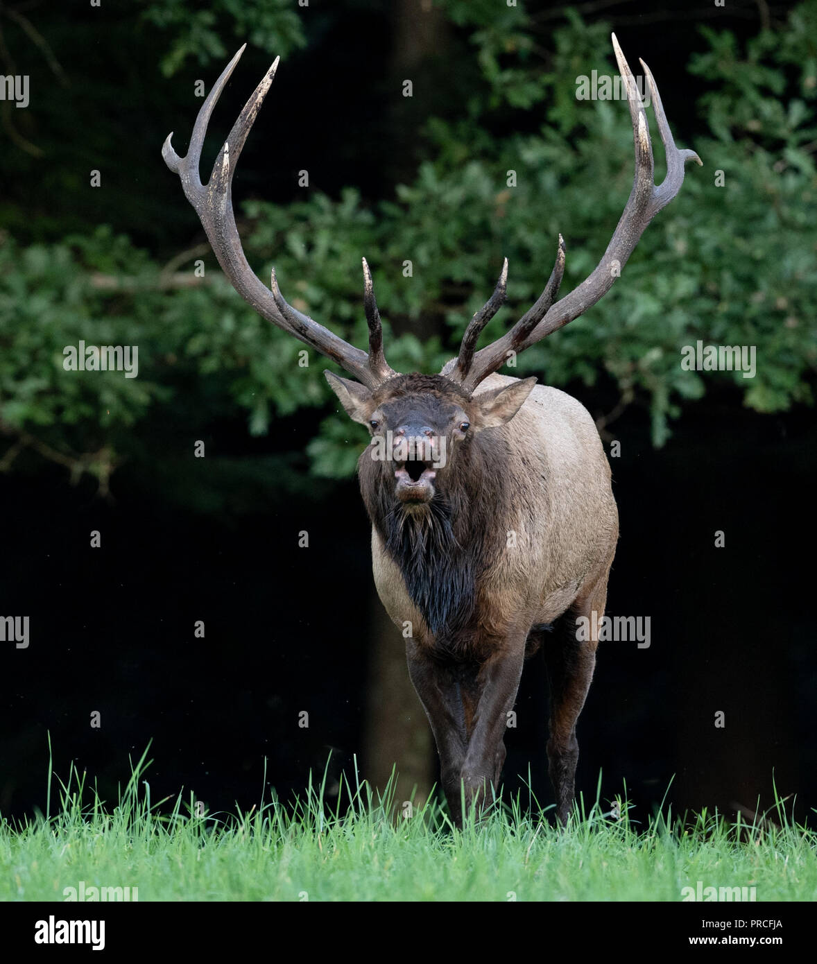 Elk During the Rut Season Stock Photo - Alamy