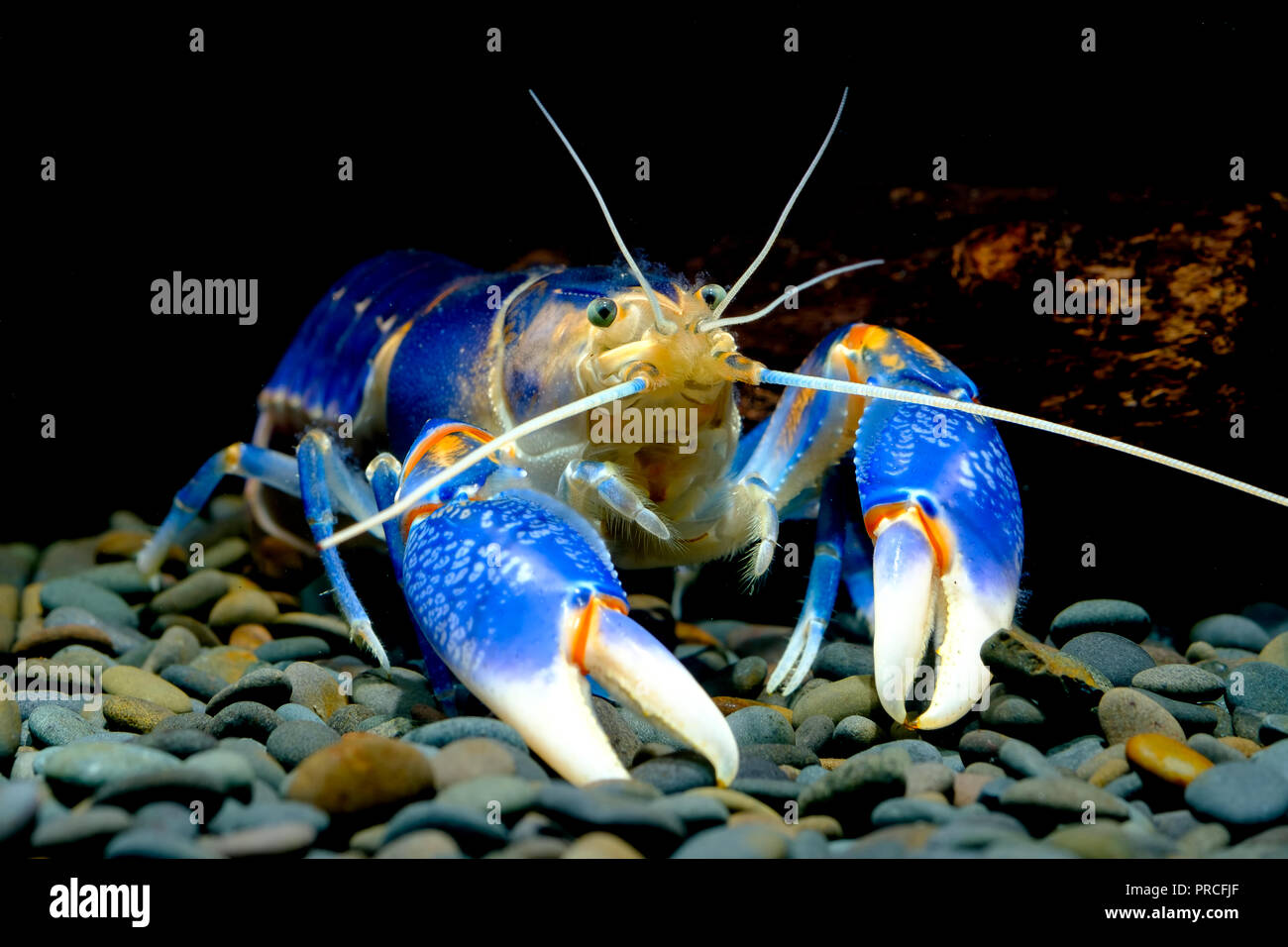 shrimp lobster cherax yabby Crayfish destructor volcano Thailand ...