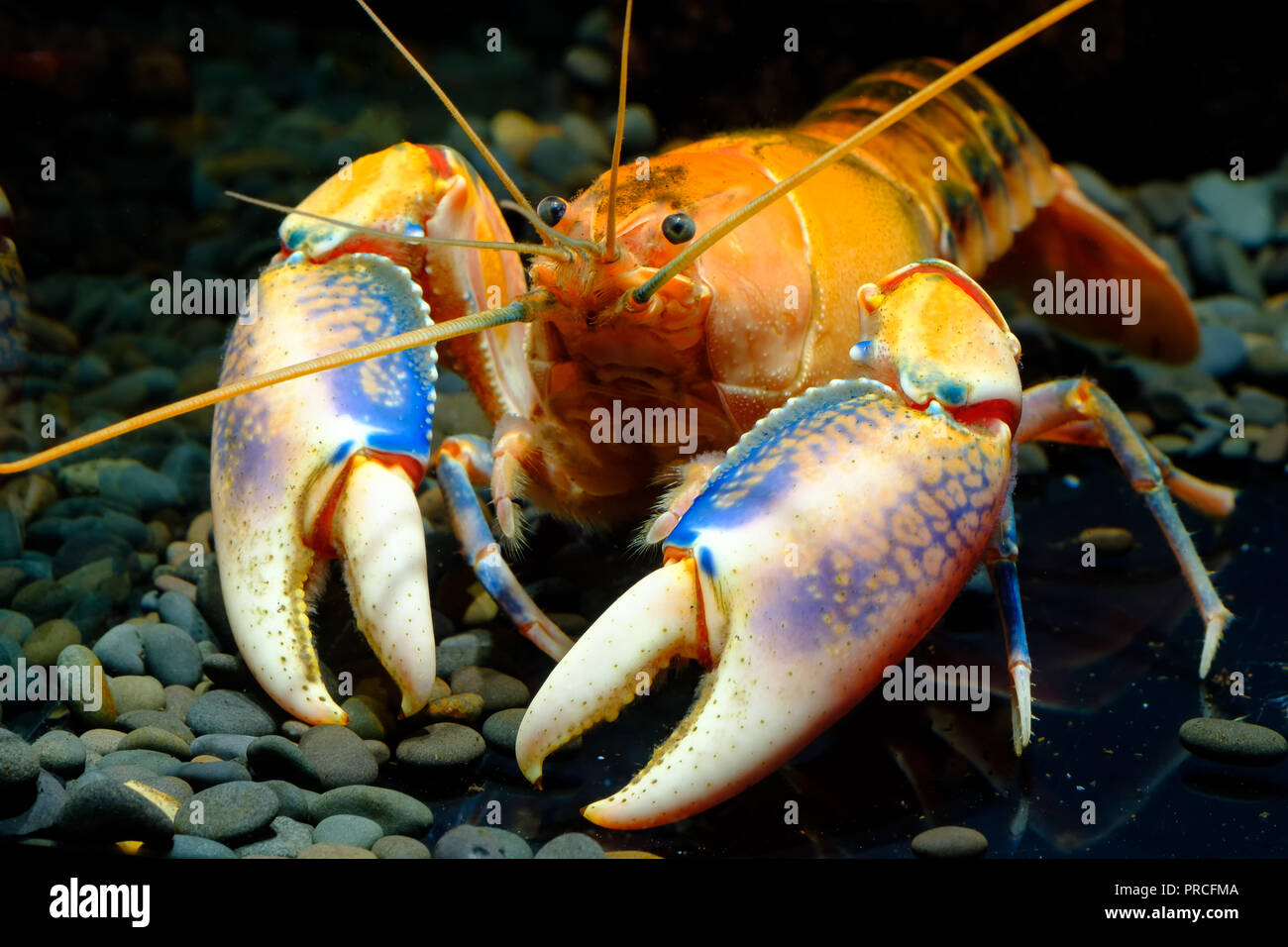 Cherax Destructor volcano in the aquarium Stock Photo - Alamy