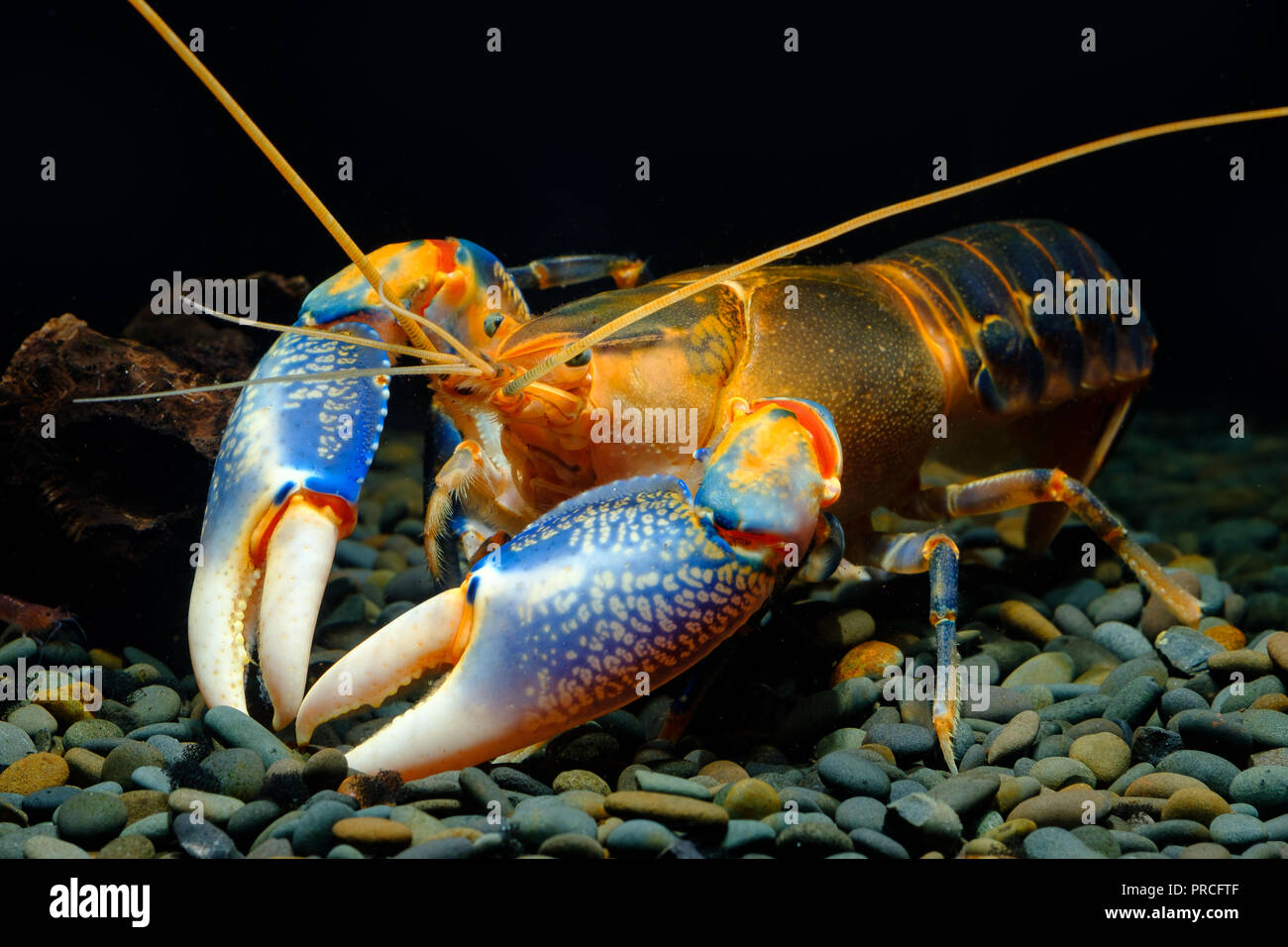 Cherax destructor hi-res stock photography and images - Alamy