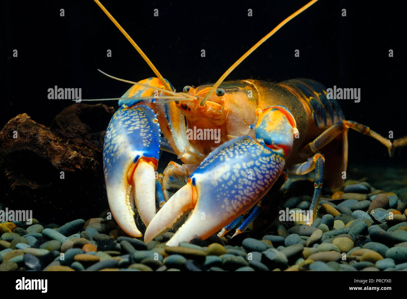 Cherax destructor hi-res stock photography and images - Alamy