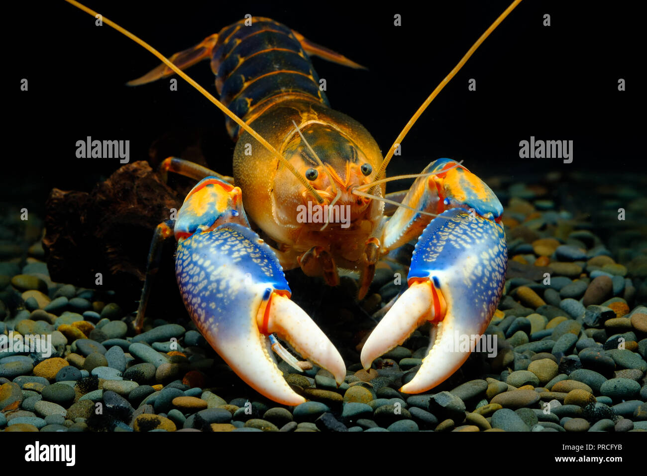 Cherax destructor hi-res stock photography and images - Alamy