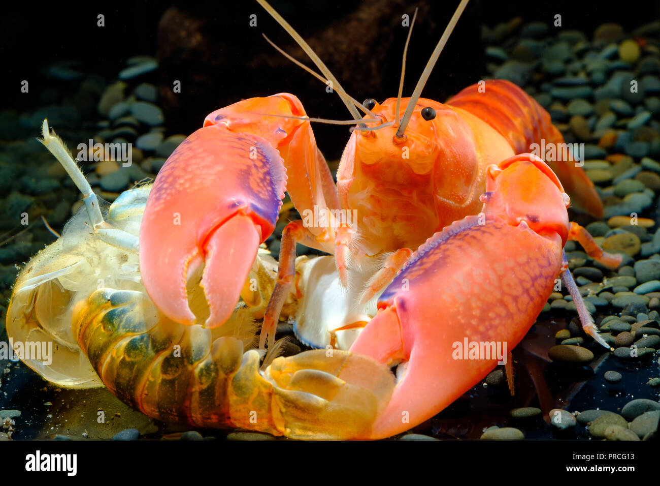 cherax destructor yabby volcano Thailand Breeding Stock Photo - Alamy