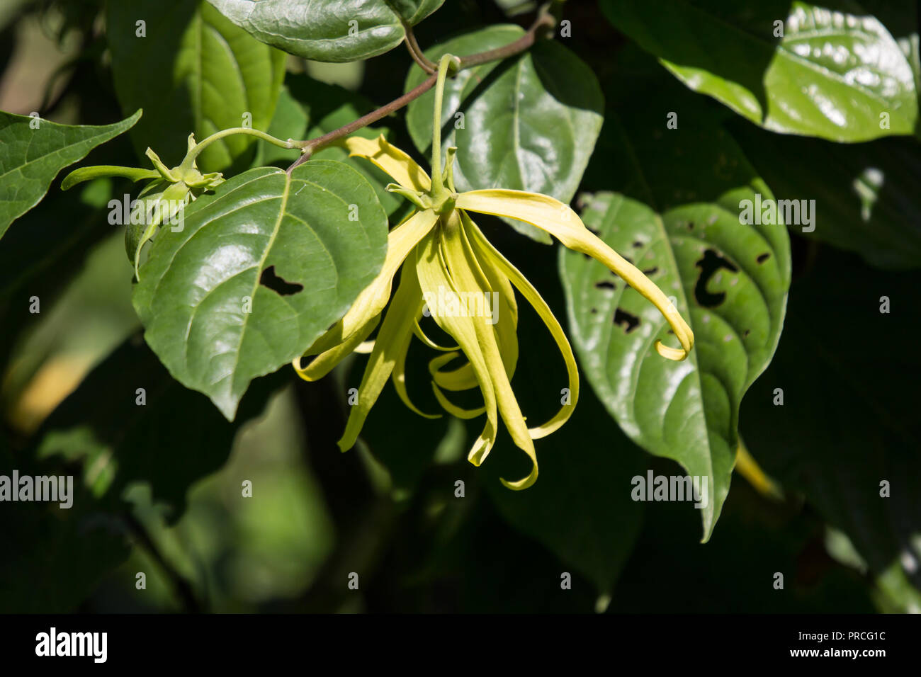 yellow desmos chinensis flower with green leaf Stock Photo - Alamy
