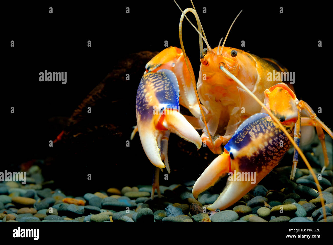 Cherax Destructor volcano Thailand Breeding Stock Photo - Alamy