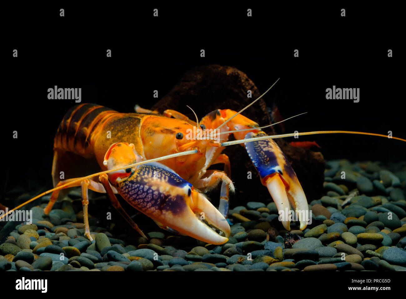 Cherax destructor hi-res stock photography and images - Alamy