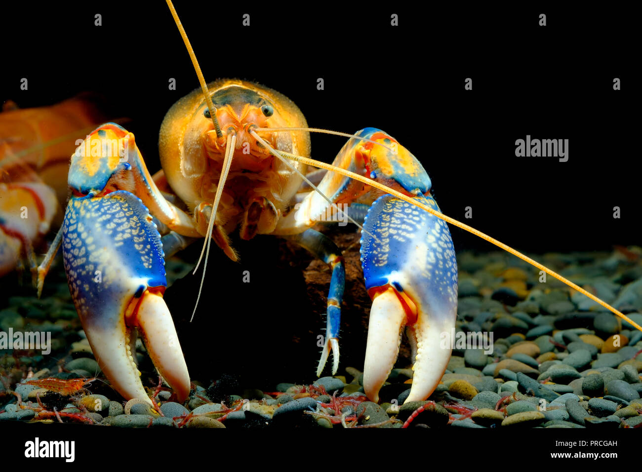 shrimp lobster cherax yabby Crayfish destructor volcano Thailand ...