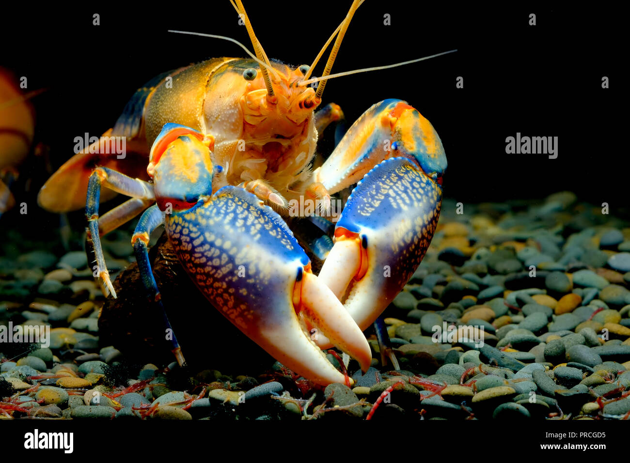 Cherax Destructor High Resolution Stock Photography and Images - Alamy