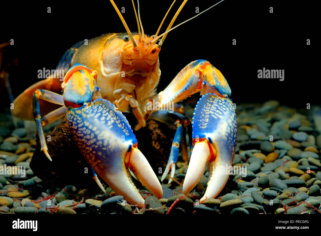 shrimp lobster cherax yabby Crayfish destructor volcano Thailand ...