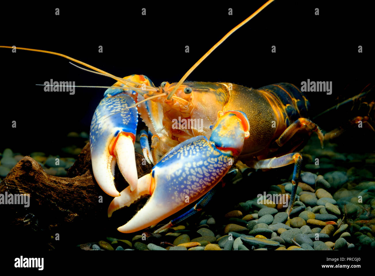 shrimp lobster cherax yabby Crayfish destructor volcano Thailand ...