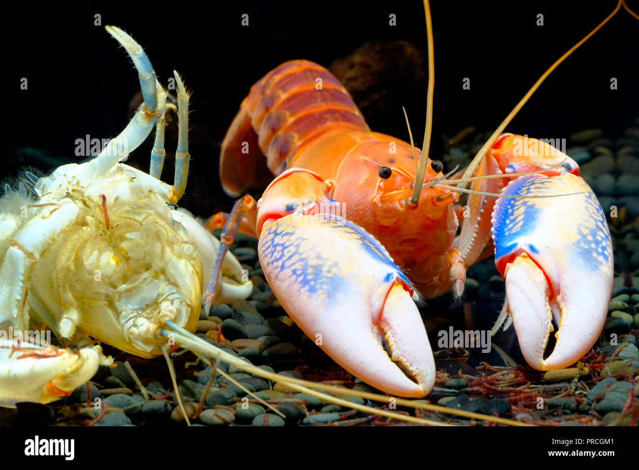 shrimp lobster cherax yabby Crayfish destructor volcano Thailand ...