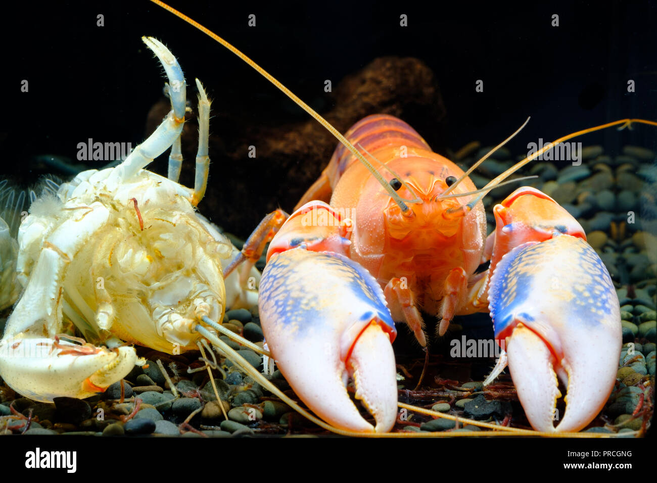 Volcano Destructor, a new breed of crayfish developed by Thai people ...