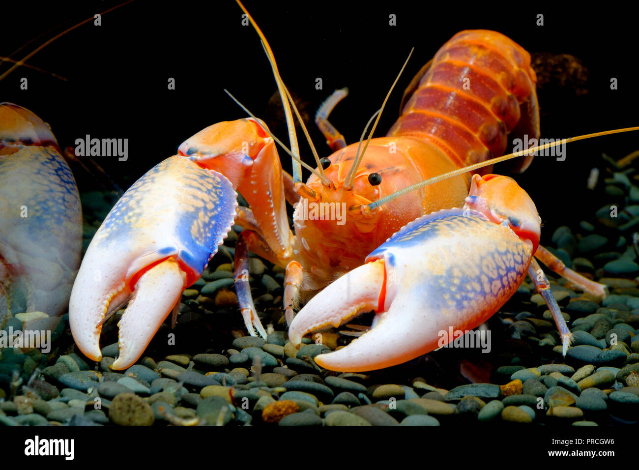 Volcano Destructor, a new breed of crayfish developed by Thai people ...