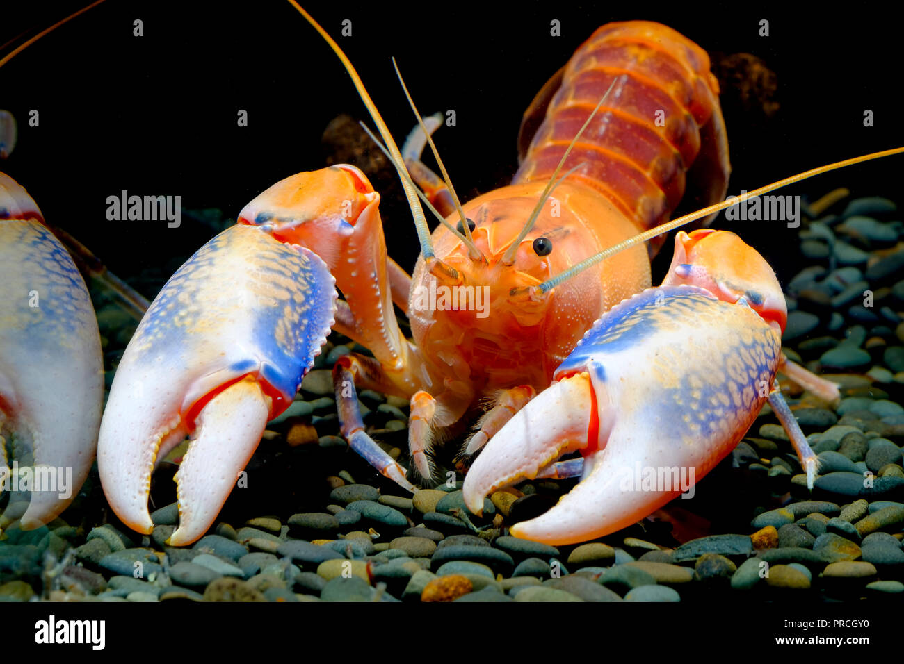 cherax destructor yabby volcano Thailand Breeding Stock Photo - Alamy
