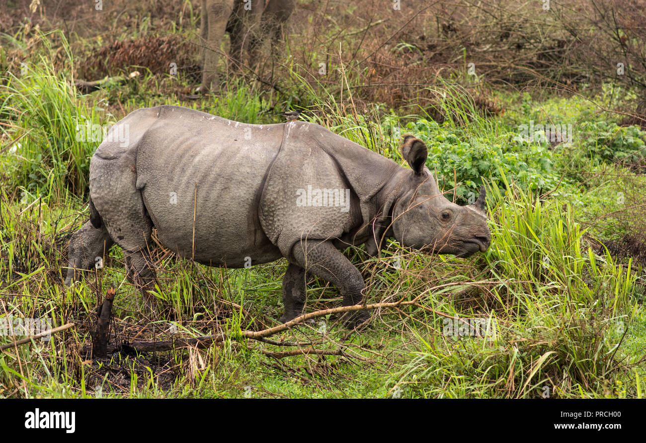 Assam rhino hi-res stock photography and images - Alamy