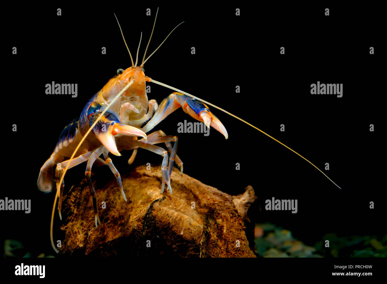shrimp lobster cherax yabby Crayfish destructor volcano Thailand ...