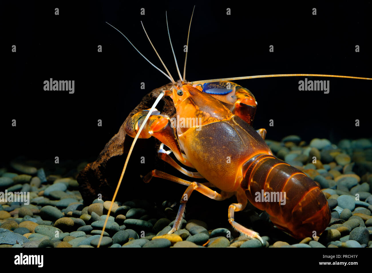 Cherax Destructor High Resolution Stock Photography and Images - Alamy