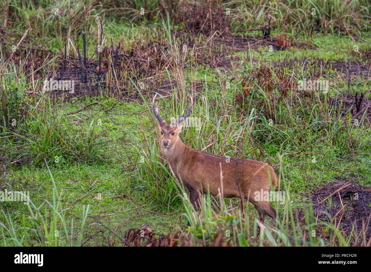 Deer looking at a passerby in Kaziranga, National Park, Assam, India ...
